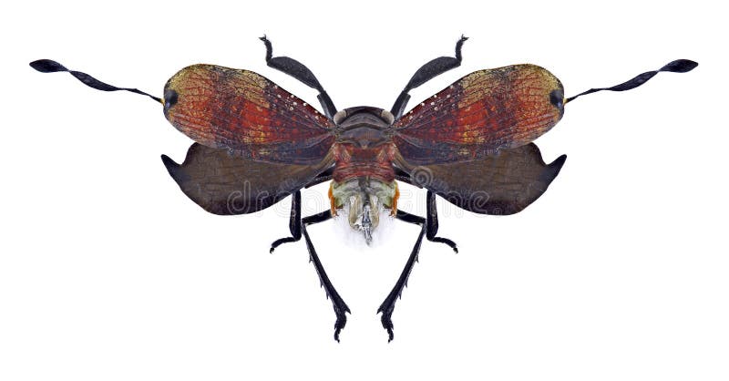 蝉Ancyra annamensis 库存例证. 插画 包括有 通配, 动物区系, 跳跃, 生活, 有机体 - 132449965