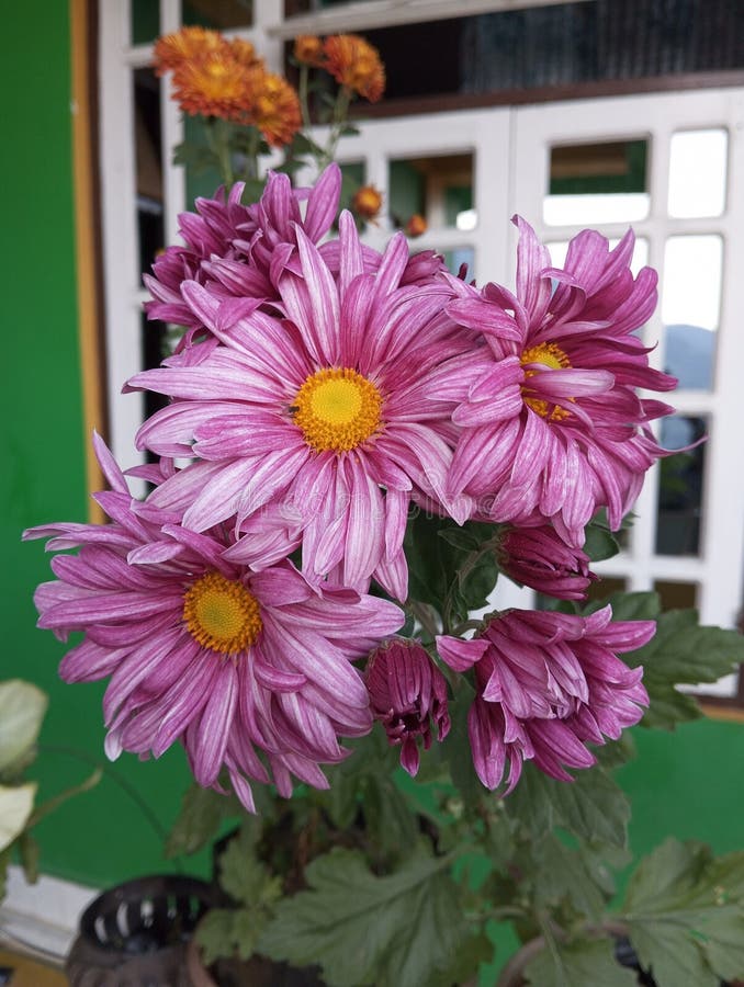 Chandra Mallika Flower 库存图片. 图片 包括有 庭院, 粉红色, 从事园艺, 钱德拉 - 296962403