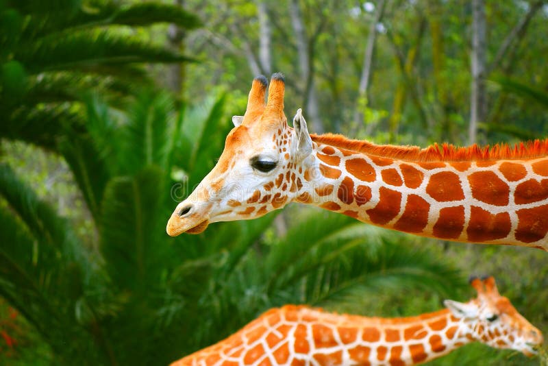 长颈鹿纵向端 库存图片. 图片 包括有 反刍动物, 本质, 鹿豹, 长颈鹿, 敌意, 叶茂盛, 哺乳动物, 垫铁 - 2276523
