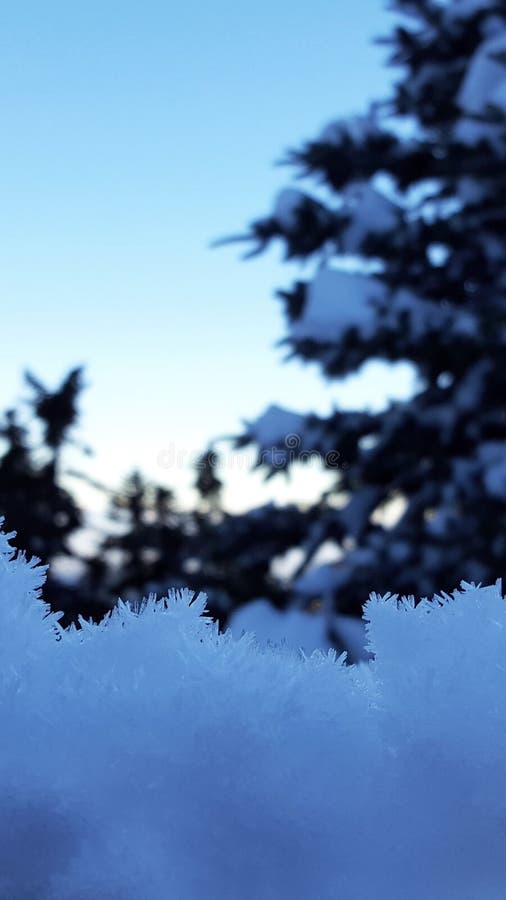 Snowflakes nature scenery 库存图片. 图片 包括有 枝杈, 工厂, 本质, 冬天 - 203146701