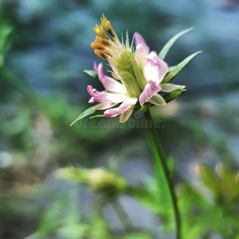 Herb flower ulam raja 库存照片. 图片 包括有 工厂, 绿色, 草甸, 花瓣, 开花 - 225145464