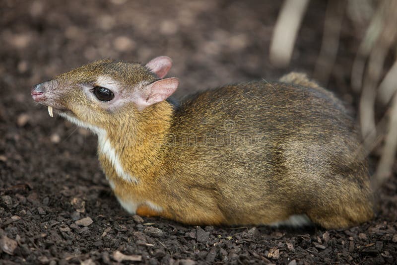 Mouse deer 库存图片. 图片 包括有 凝视, 毛皮, 小鹿, 结构, 重婚, 通配, 公园, 较少 - 60203811