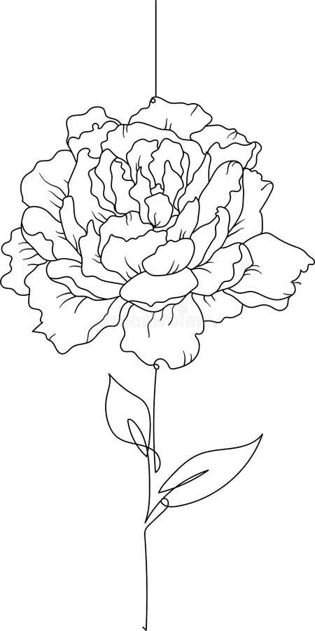 Vector Peony Flower Simple Line Art. Stock Vector - Illustration of ...