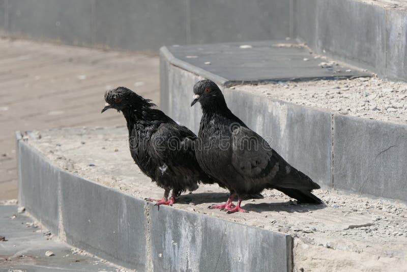 Â a Pair of Wild Blue Pigeons on the Steps of the House, Which is Under ...