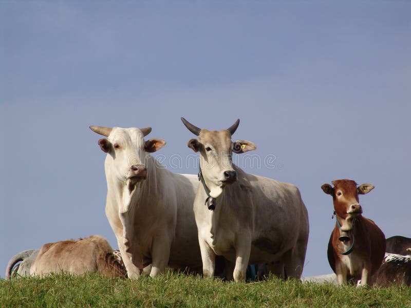 0063 Cow Family Picture. Image: 1425322