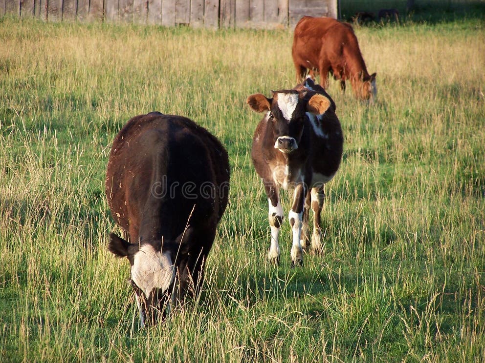 Farming Equipment,old,antique - Free Stock Images & Photos - 1102577 ...