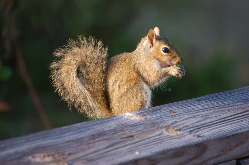 1 ekorre arkivfoto. Bild av gulligt, älskling, päls, ekorre - 692650