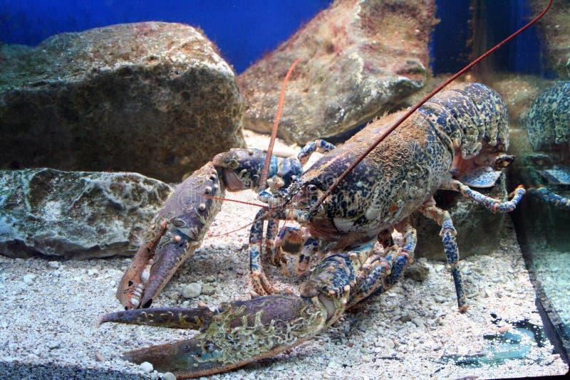 Amerykański homar zdjęcie stock. Obraz złożonej z prawdziwy - 57093936
