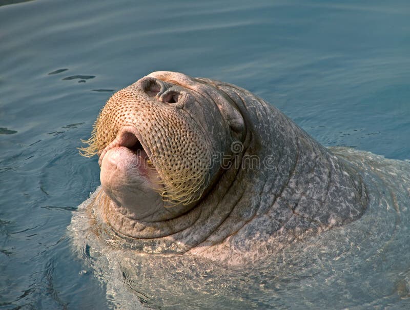 Valross fotografering för bildbyråer. Bild av däggdjur - 69944159