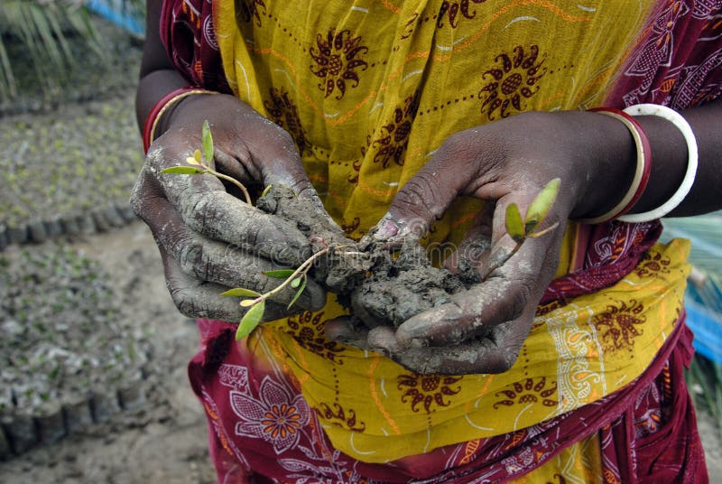 10 Million Tree Plantation in Sunderban Editorial Stock Photo - Image ...