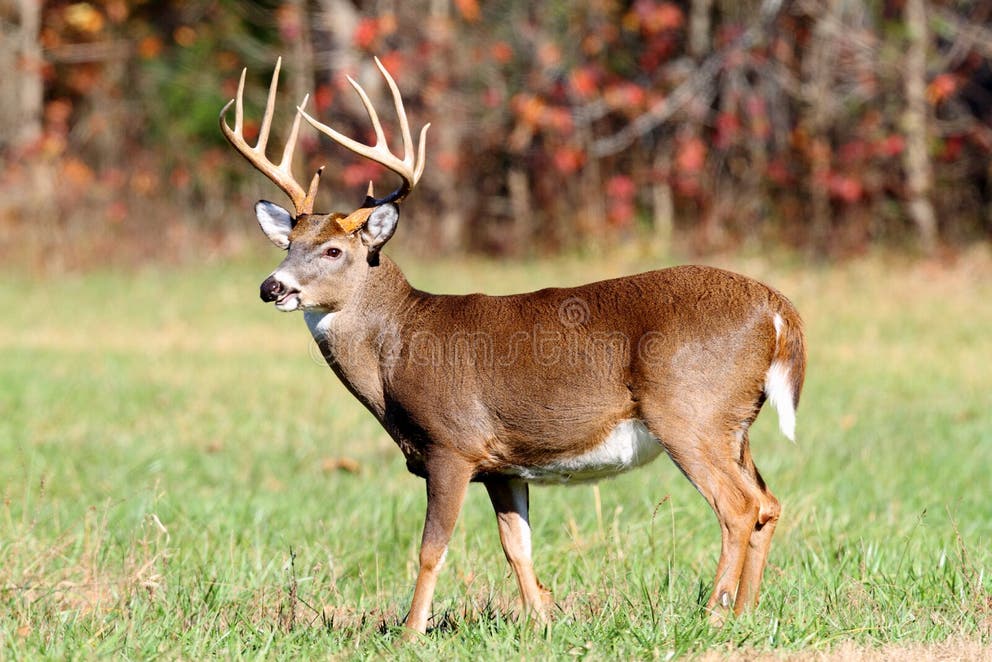 10 point buck stock photo. Image of adult, forests, fauna - 22069892