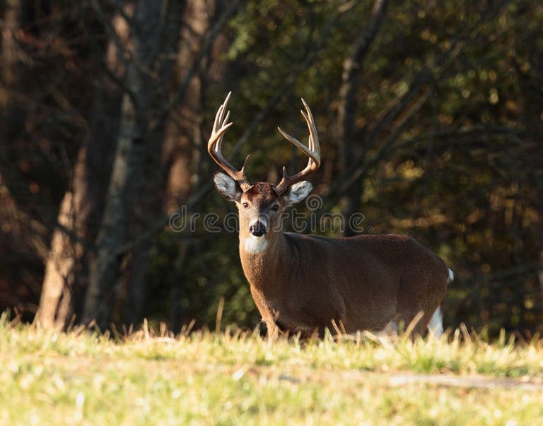 10 Point Buck Stock Photos - Free & Royalty-Free Stock Photos from ...