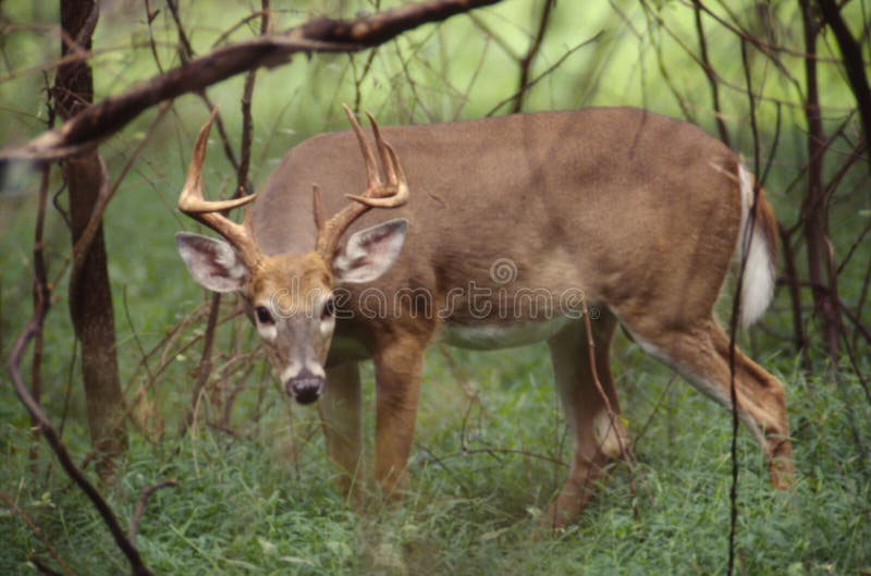 10 pointer in heavy cover stock image. Image of deer - 10831959