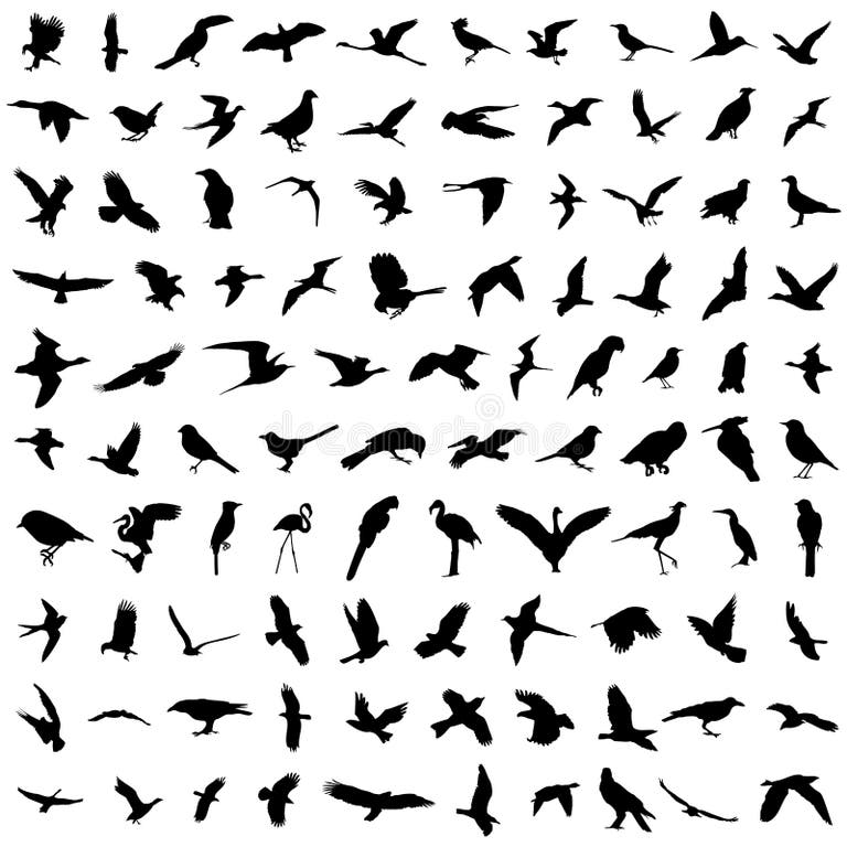 100 birds stock vector. Illustration of flight, predator - 8831935
