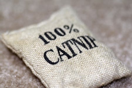 100 Catnip Bag stock photo. Image of kitty, burlap, catnip - 380636