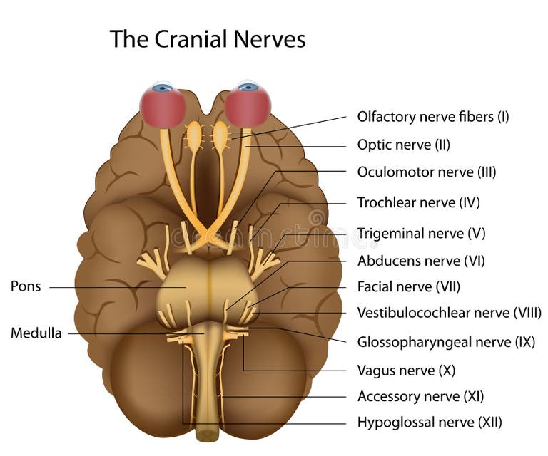 Cranial Nerves Facial Stock Illustrations – 89 Cranial Nerves Facial ...
