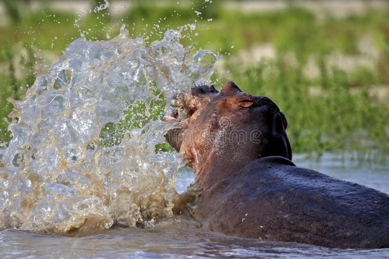 13 Hippo Splashin with Head Stock Image - Image of tanzania, game: 3752561