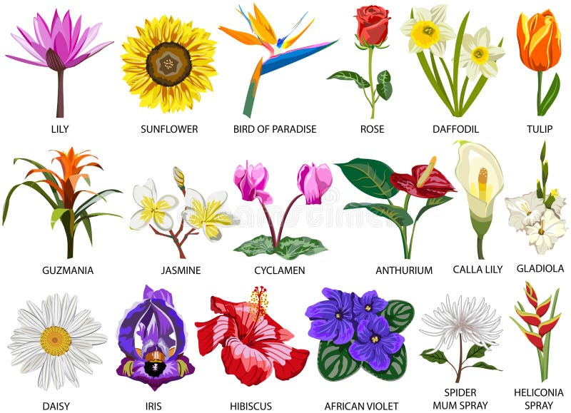 Grafico De Flores Com Nomes Em Ingles