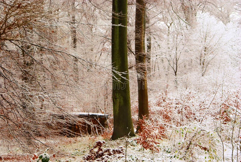 1st snow stock photo. Image of snow, season, beauty, trees - 10886286