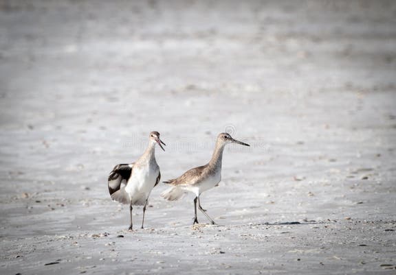 2 birds arguing stock image. Image of natural, nature - 27805719