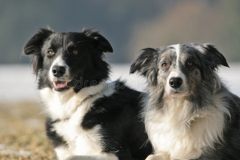 2 border collies stock image. Image of portrait, mate, waiting - 494447