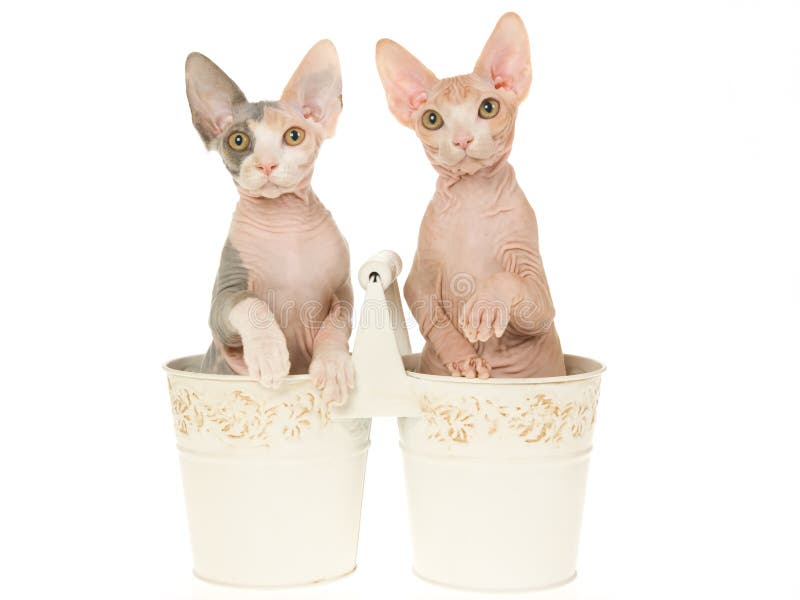 3 Sphynx Kittens in Easter Basket Stock Photo - Image of sitting ...