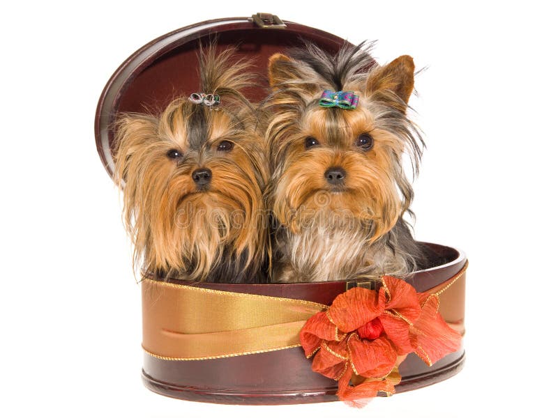 Pretty Yorkie Pup Inside Mini Hammock Stock Photo - Image of friendly ...