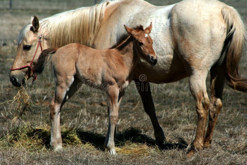 2 day old colt and Mare stock photo. Image of nurturing - 2269988