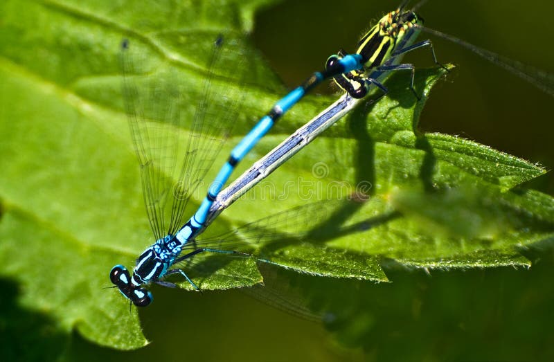 2 dragonflies stock image. Image of biology, twinning - 18895921