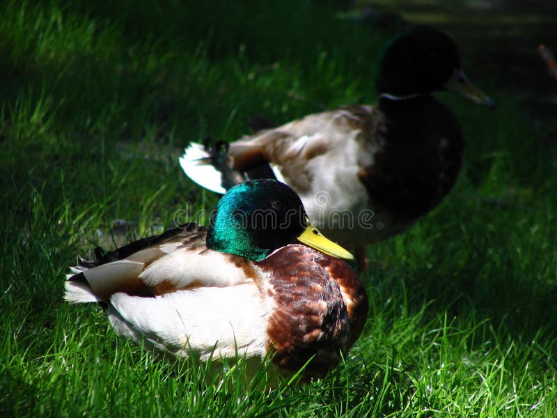 2 Ducks Picture. Image: 1752225