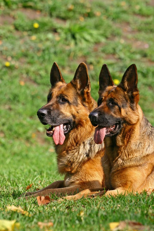 German Shepherd stock image. Image of canine, shelpherd - 14842639