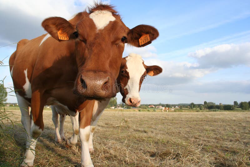Krowy obraz stock. Obraz złożonej z jedzenie, milka, fielder - 61763899