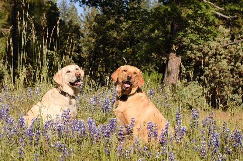 2 labradors stock photo. Image of animal, purple, growing - 18140196