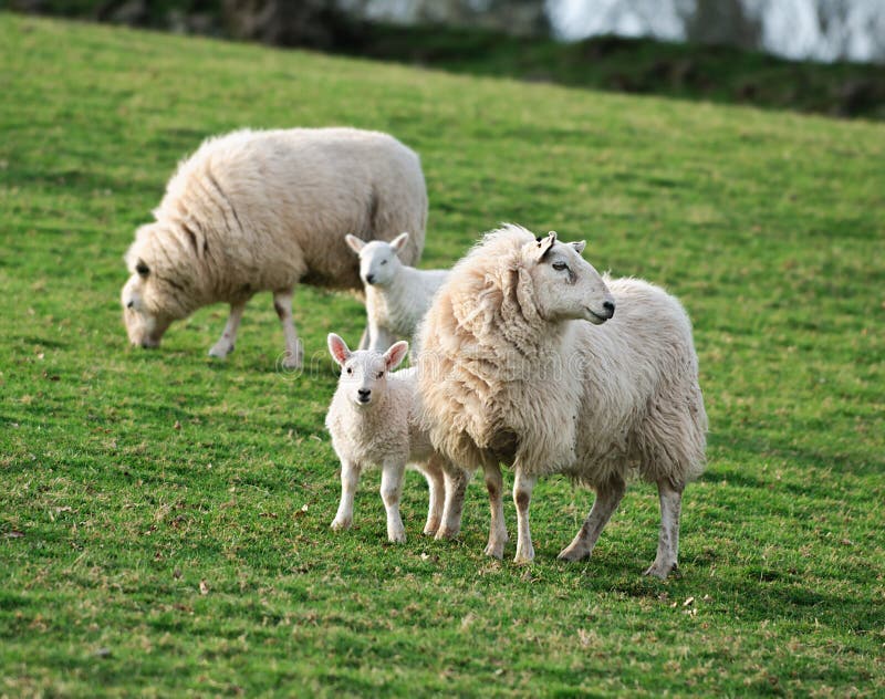 2 Pairs of Ewes & Lambs (Ovis Aries) Stock Image - Image of flock ...