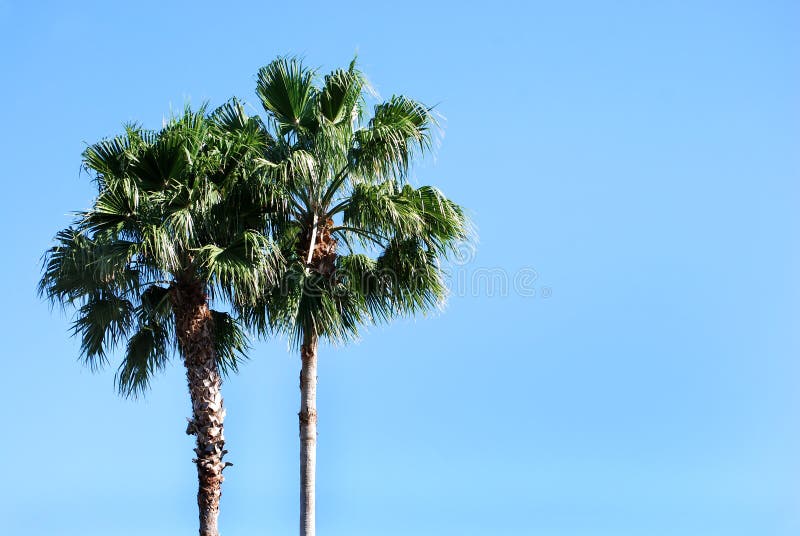 Palm trees stock image. Image of sunny, tall, travel - 31613323