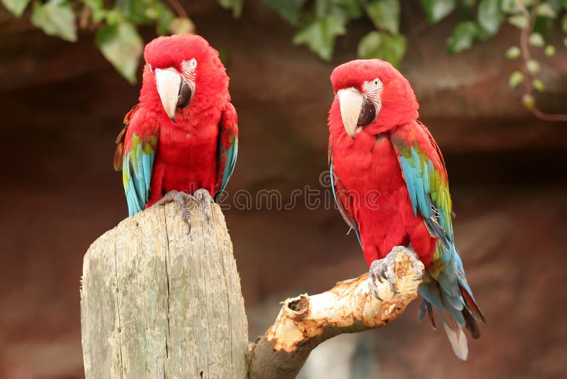 2 parrots stock photo. Image of beak, zoological, bright - 1177736