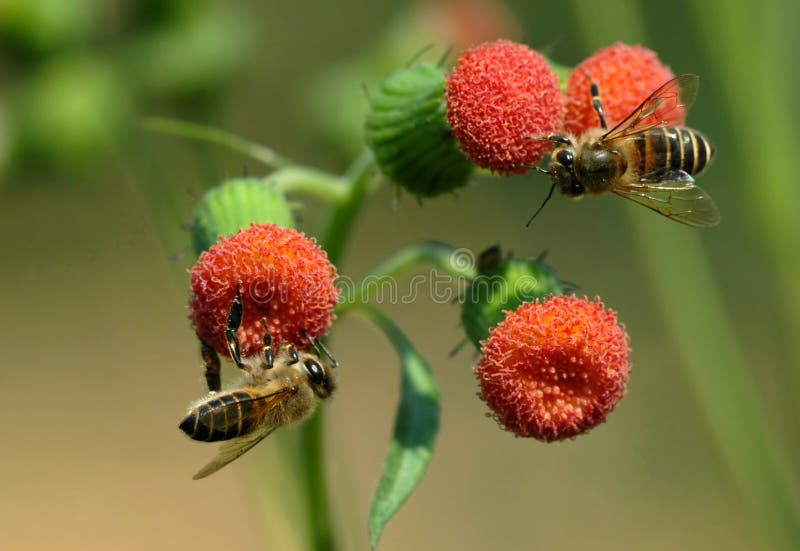 2 piccole api mellifiche immagine stock. Immagine di espressivo - 5492941