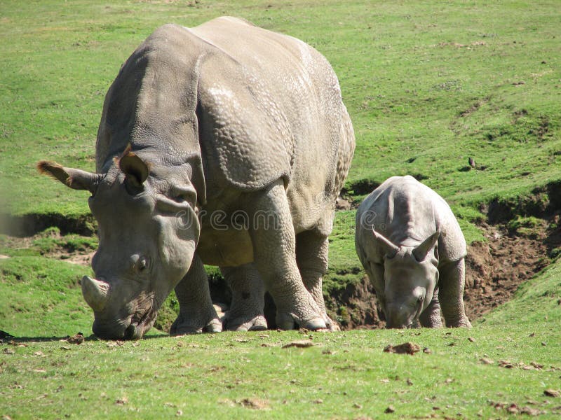 2 Rhinos stock image. Image of plates, baby, safari, armor - 25498911