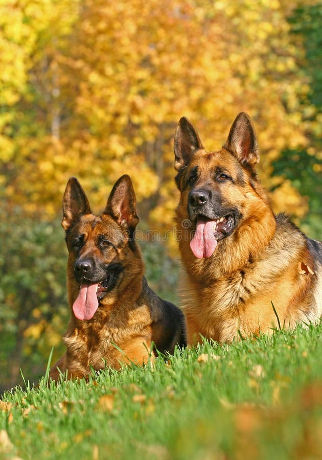 German Shepherd Alsatian Police Dog Stock Photo - Image of colored ...