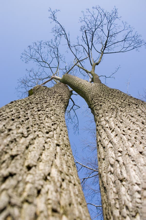 2 trees stock photo. Image of tree, trees, wide, pair - 6298982