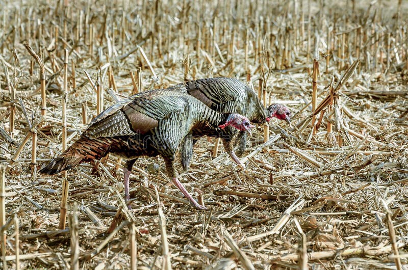 2 Turkey Walk stock image. Image of turkey, turkeys, close - 38410309