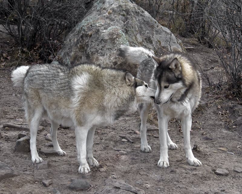 2 Wolves stock image. Image of animals, mammal, friends - 5665995