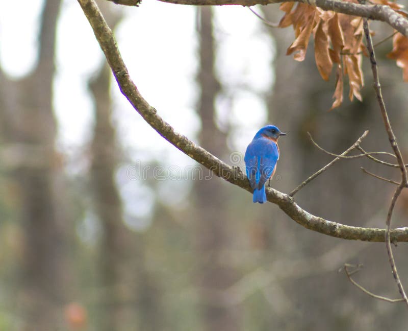 20170319-9 stock image. Image of limb, fall, male, nature - 251606043