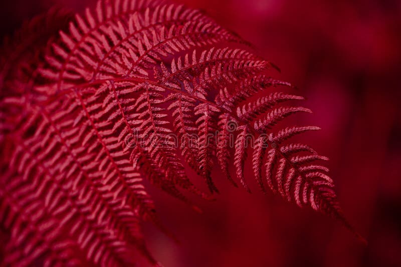 2023 Color Viva Magenta, Dark Moody Faded Autumn Leaf Background, Brown ... 2023 Color Viva Magenta, Dark Moody Faded Autumn Leaf Background, Brown ...
