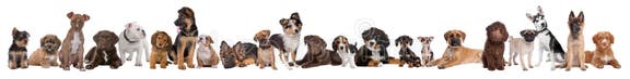 22 Cani Di Cucciolo in Una Riga Fotografia Stock - Immagine di sfondo ...
