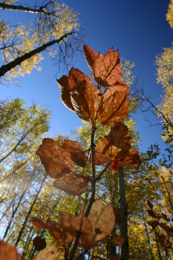 24 Leaf in the sun light. stock image. Image of autumn - 3752607