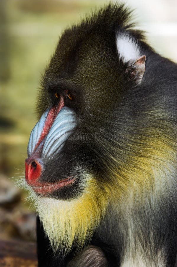3/4 View of Mandrill S Face Stock Photo - Image of mouth, whiskers: 1418968