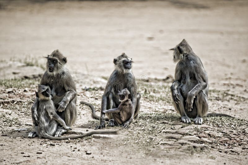 3 apen met babys stock foto. Image of staar, zwart, aangezicht - 16827076