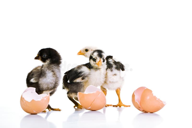 3 Baby chickens stock photo. Image of bird, isolated - 13534498