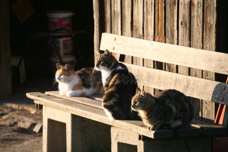 222,147 Cats Stock Photos - Free & Royalty-Free Stock Photos from ...